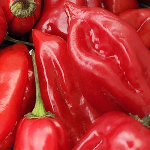 Red Habanero Pepper Seeds. - Etsy