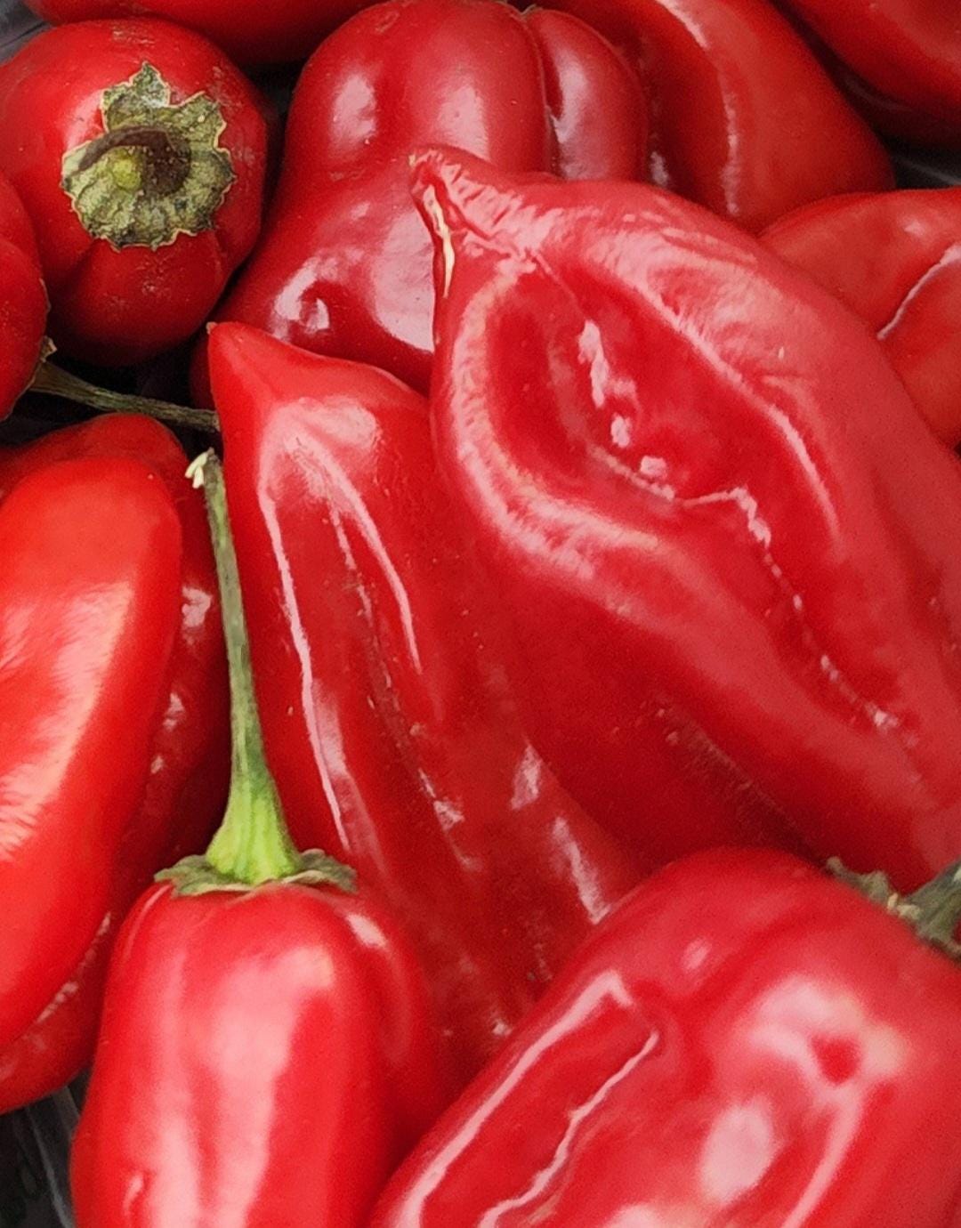 Red Habanero Pepper Seeds. - Etsy