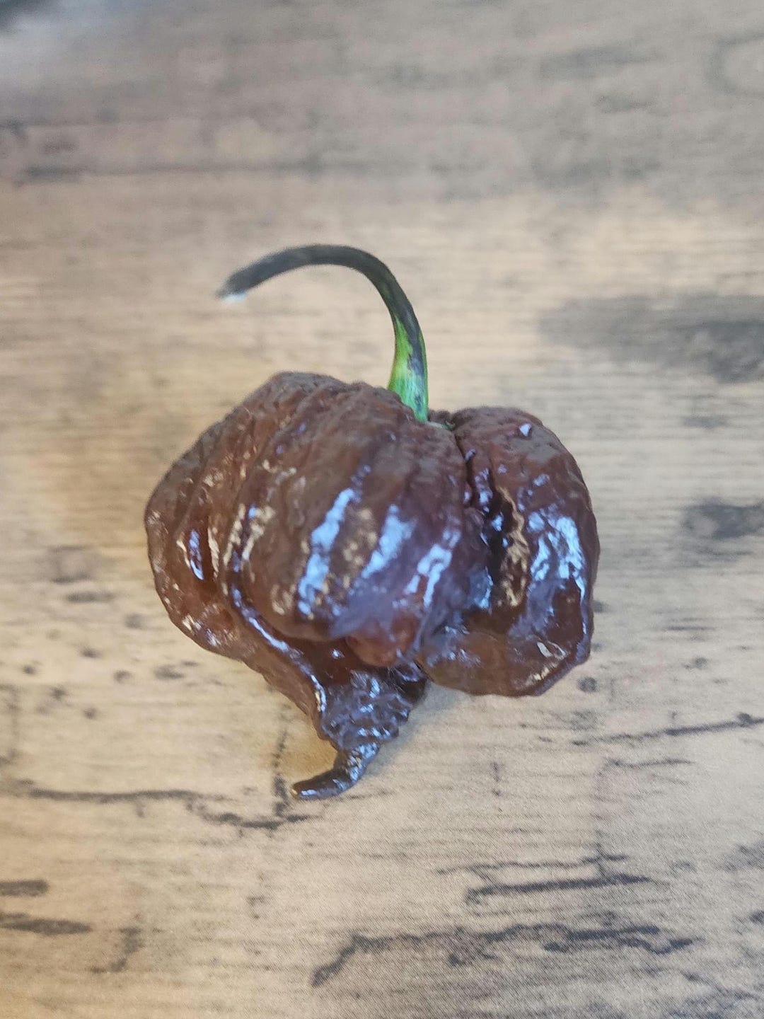 7 Pot Primo Chocolate Seeds - Etsy