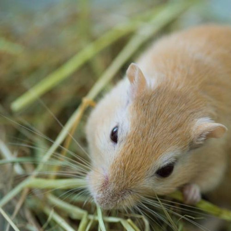 Hay, Organic Meadow Grass Hay for Bunnies, Hamsters, Ferrets, Gerbils ...