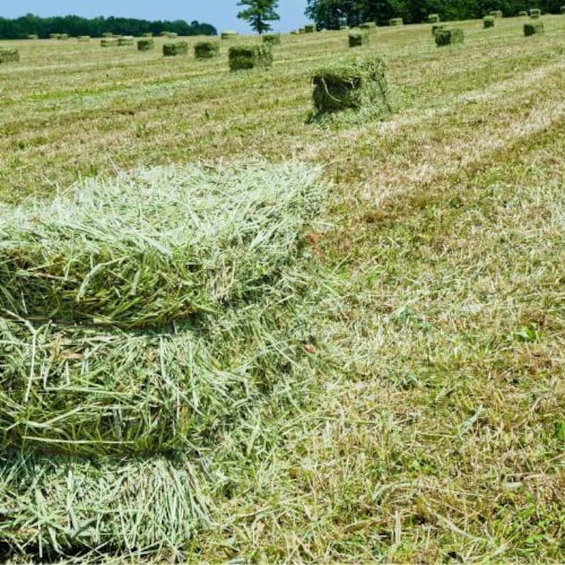 Hay, Organic Meadow Grass Hay for Bunnies, Hamsters, Ferrets, Gerbils ...