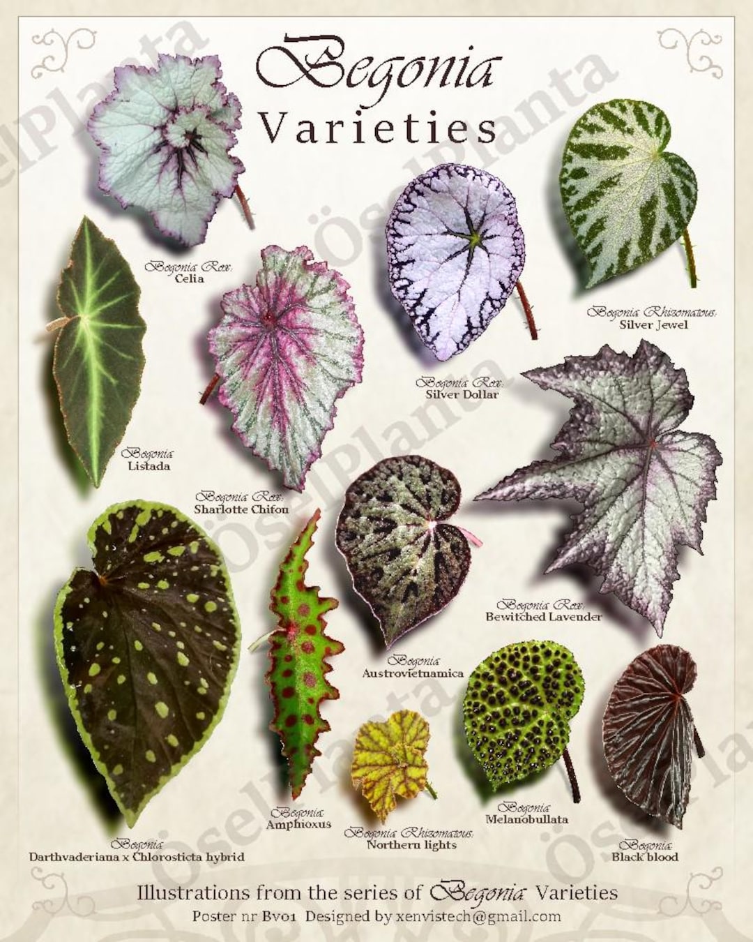 Art Print Begonia Varieties: Botanical Illustration (digital Download ...