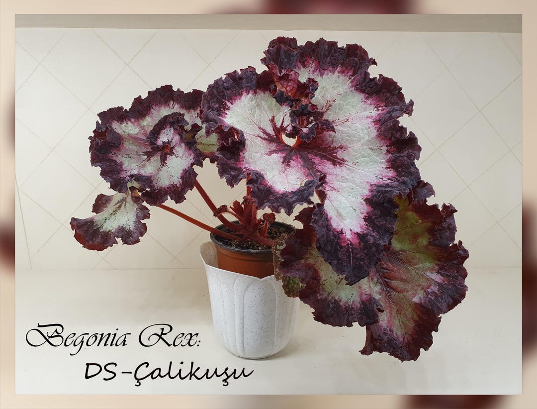 Begonia Rex a Rare Species Ds-Çalıkuşu - Etsy Canada