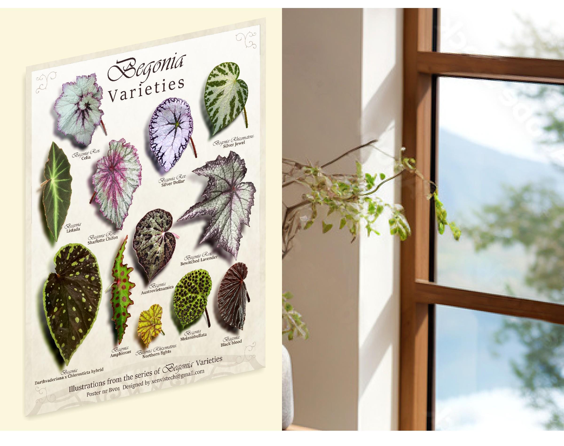 Art Print Begonia Varieties: Botanical Illustration (digital Download ...