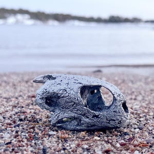Metal Sea Turtle Skull S - Etsy