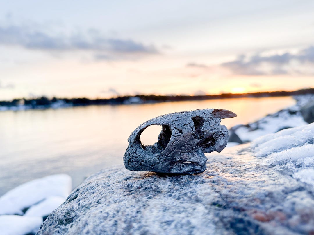 Metal Sea Turtle Skull S - Etsy