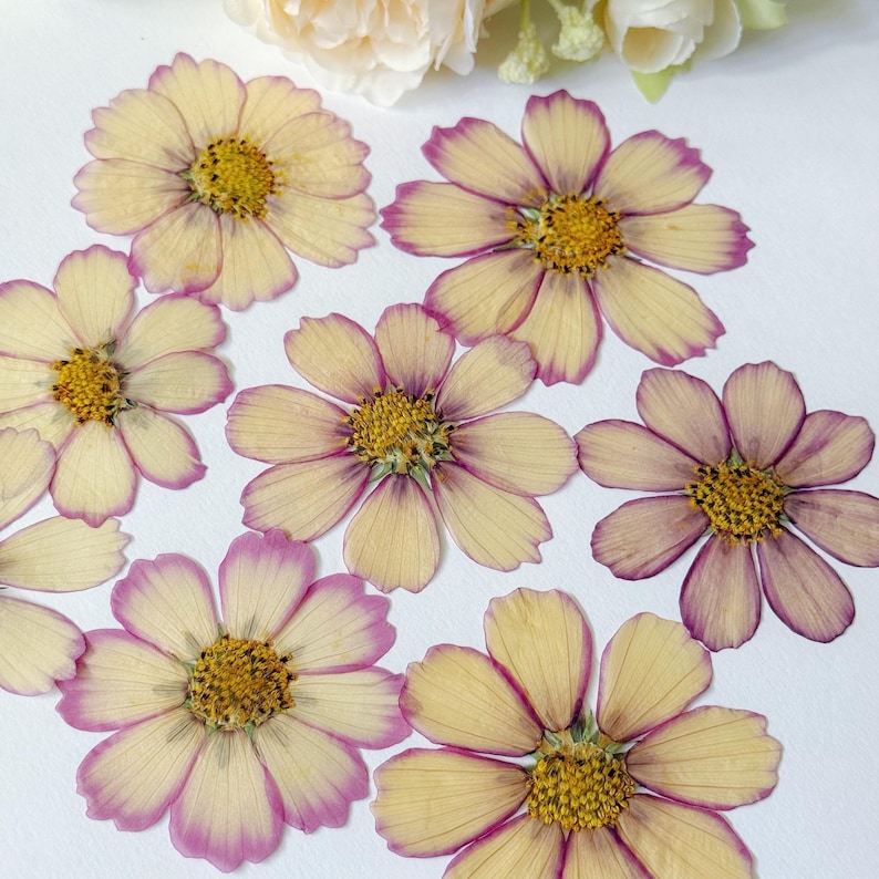 Pressed Dried Cosmos Flower for Floral Art Craft Resin Cast, Wedding ...