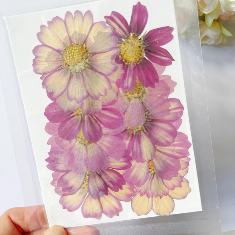 Pressed Dried Cosmos Flower for Floral Art Craft Resin Cast, Wedding ...