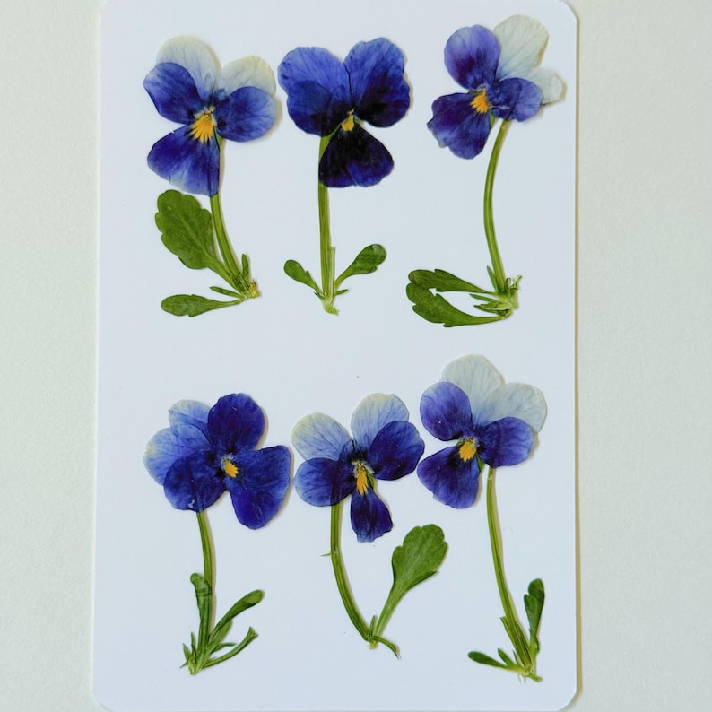 Pressed Pansy Viola Flowers With Stem for Crafts, Resin Art, Cake Deco ...