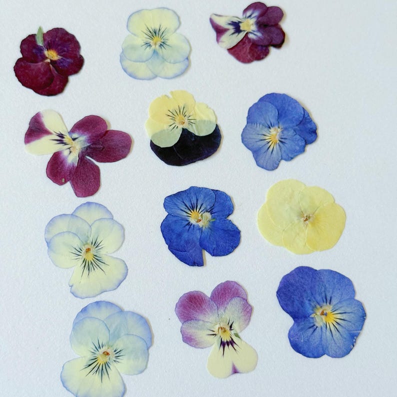 Pressed Pansy Viola Flowers: Crafts, Resin Art, Cake Deco, Edible 12pcs ...