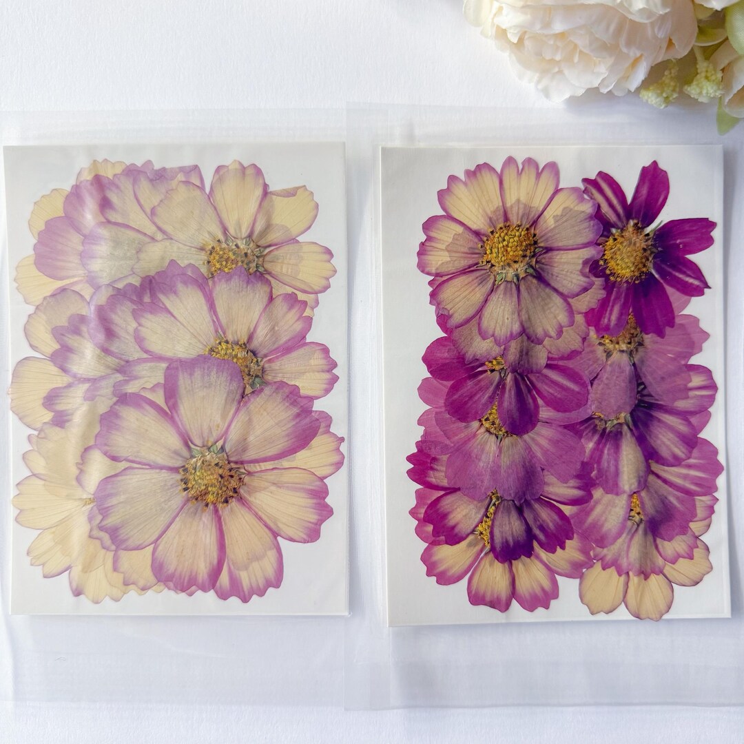 Pressed Dried Cosmos Flower for Floral Art Craft Resin Cast, Wedding ...