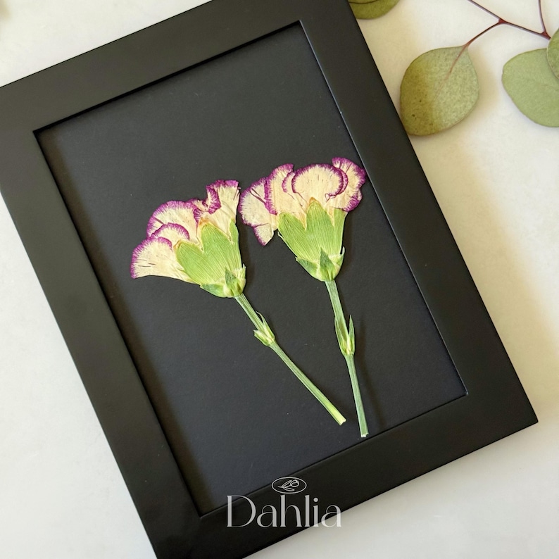 Pressed Carnation Flowers With Stems: Crafting, Resin Art, Cake Toppers ...