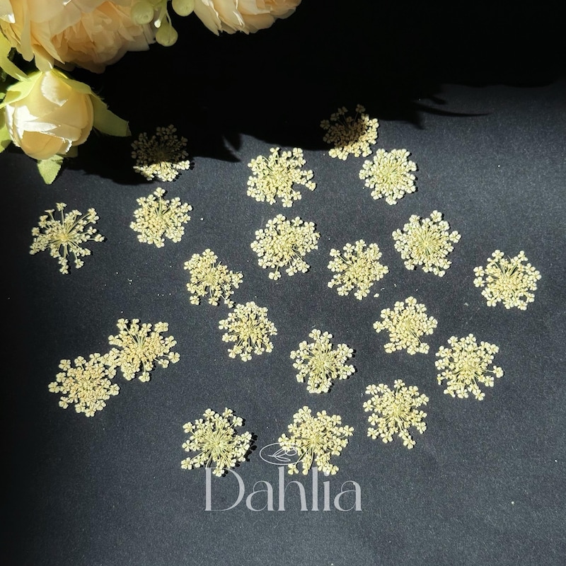 Dried Roses Queen Annes Lace - Etsy