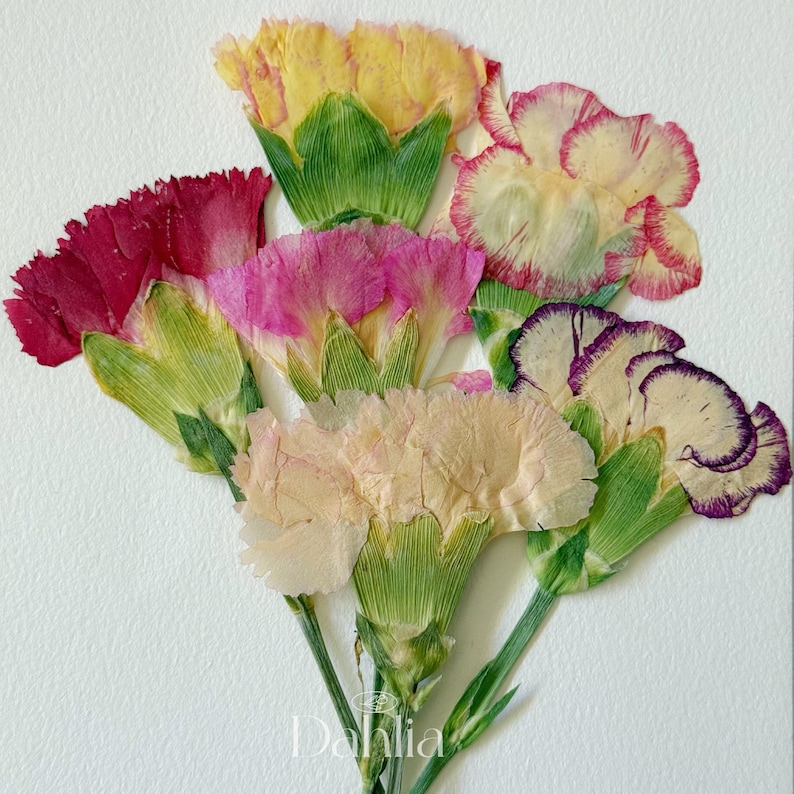 Pressed Carnation Flowers With Stems: Crafting, Resin Art, Cake Toppers ...