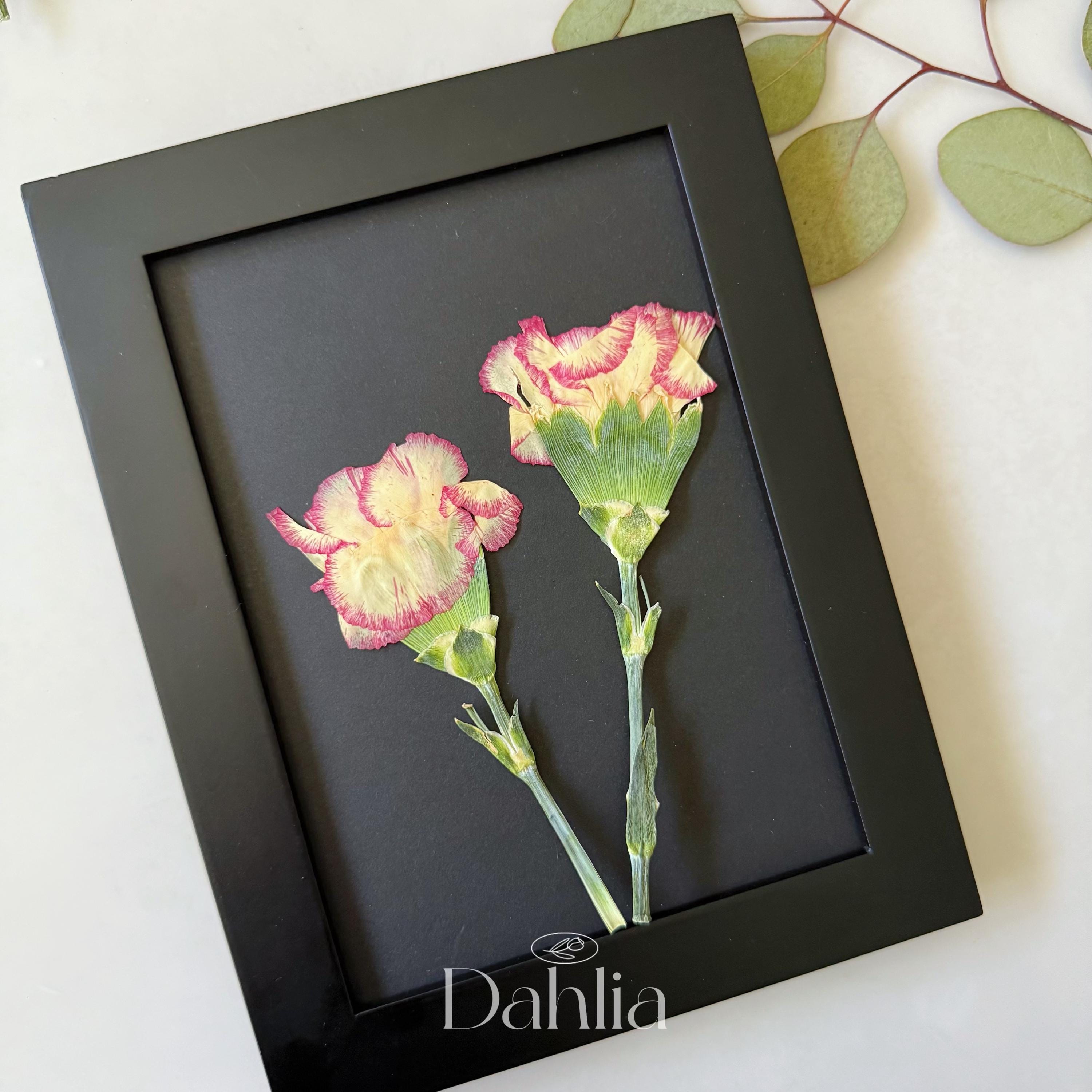 Pressed Carnation Flowers With Stems: Crafting, Resin Art, Cake Toppers ...