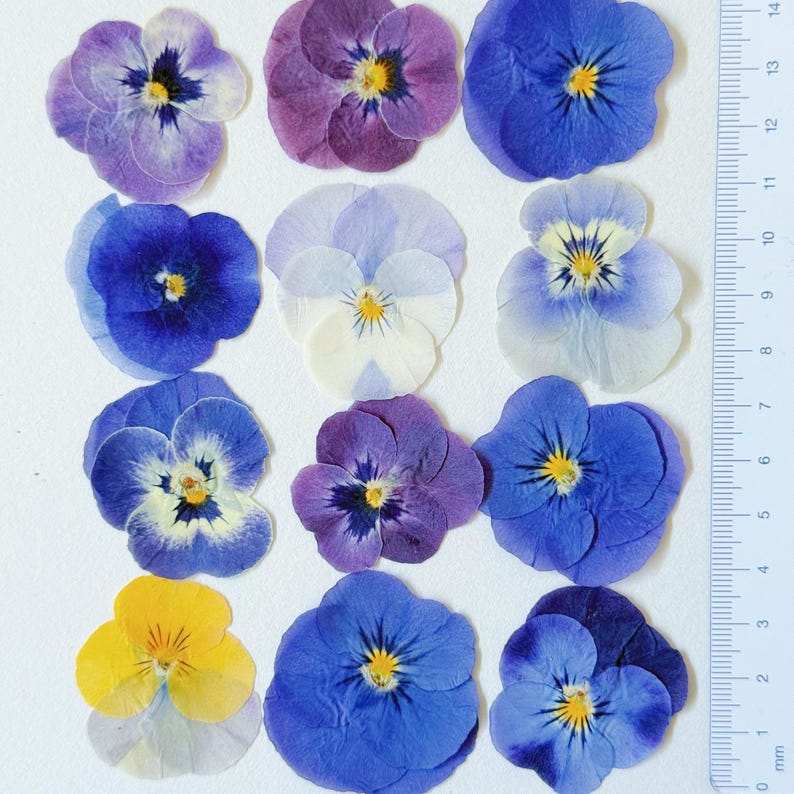 Pressed Pansy Viola Flowers: Crafts, Resin Art, Cake Deco, Edible 12pcs ...