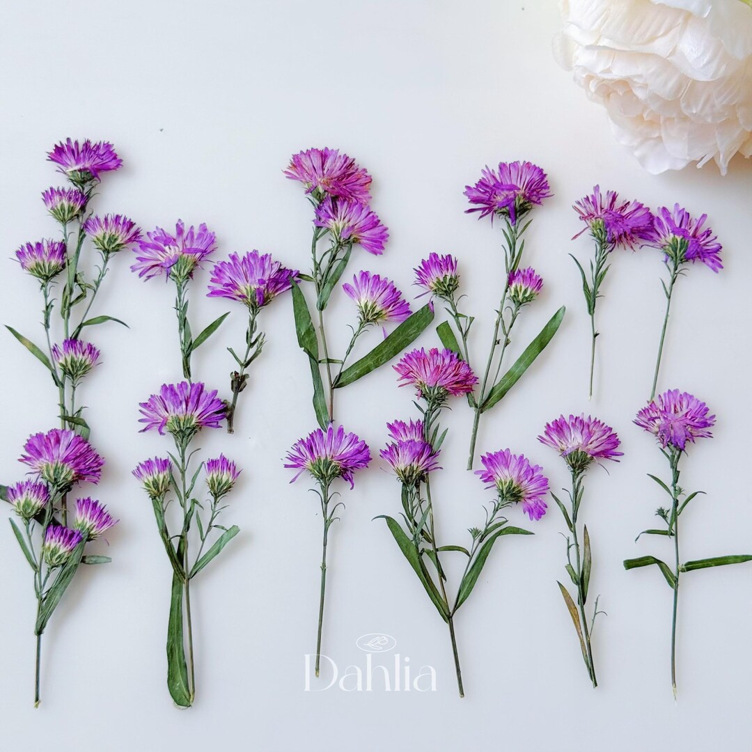 Pressed Purple Aster Flowers for Resin Art, Cake Toppers, Frame Art ...