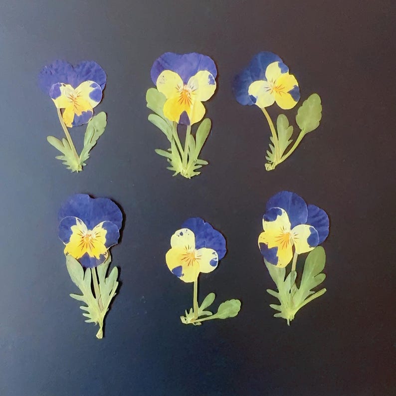 Pressed Pansy Viola Flowers With Stem for Crafts, Resin Art, Cake Deco ...