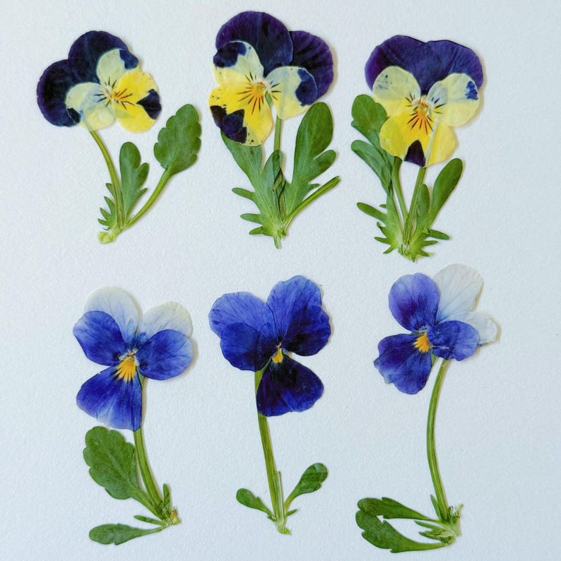 Pressed Pansy Viola Flowers With Stem for Crafts, Resin Art, Cake Deco ...