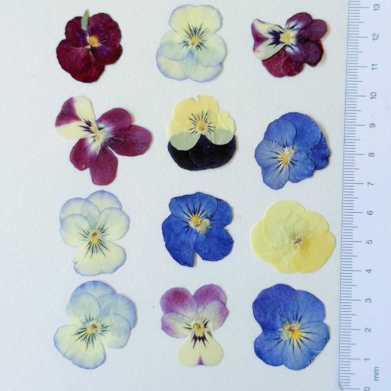 Pressed Pansy Viola Flowers: Crafts, Resin Art, Cake Deco, Edible 12pcs ...