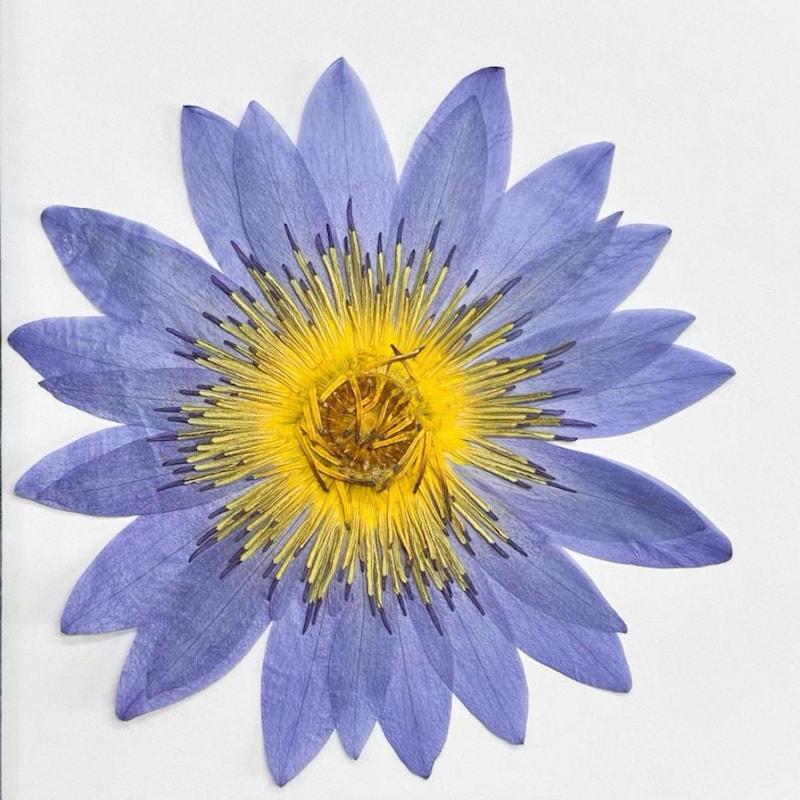 Pressed Lily in Frame - Etsy