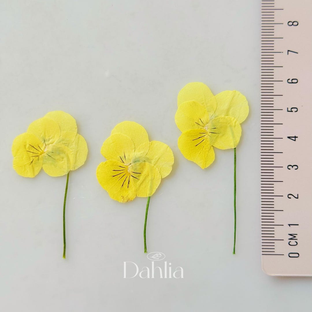 Dried Pressed Pansy Flowers: Crafting, Resin Art, Scrapbooking - 12pcs ...