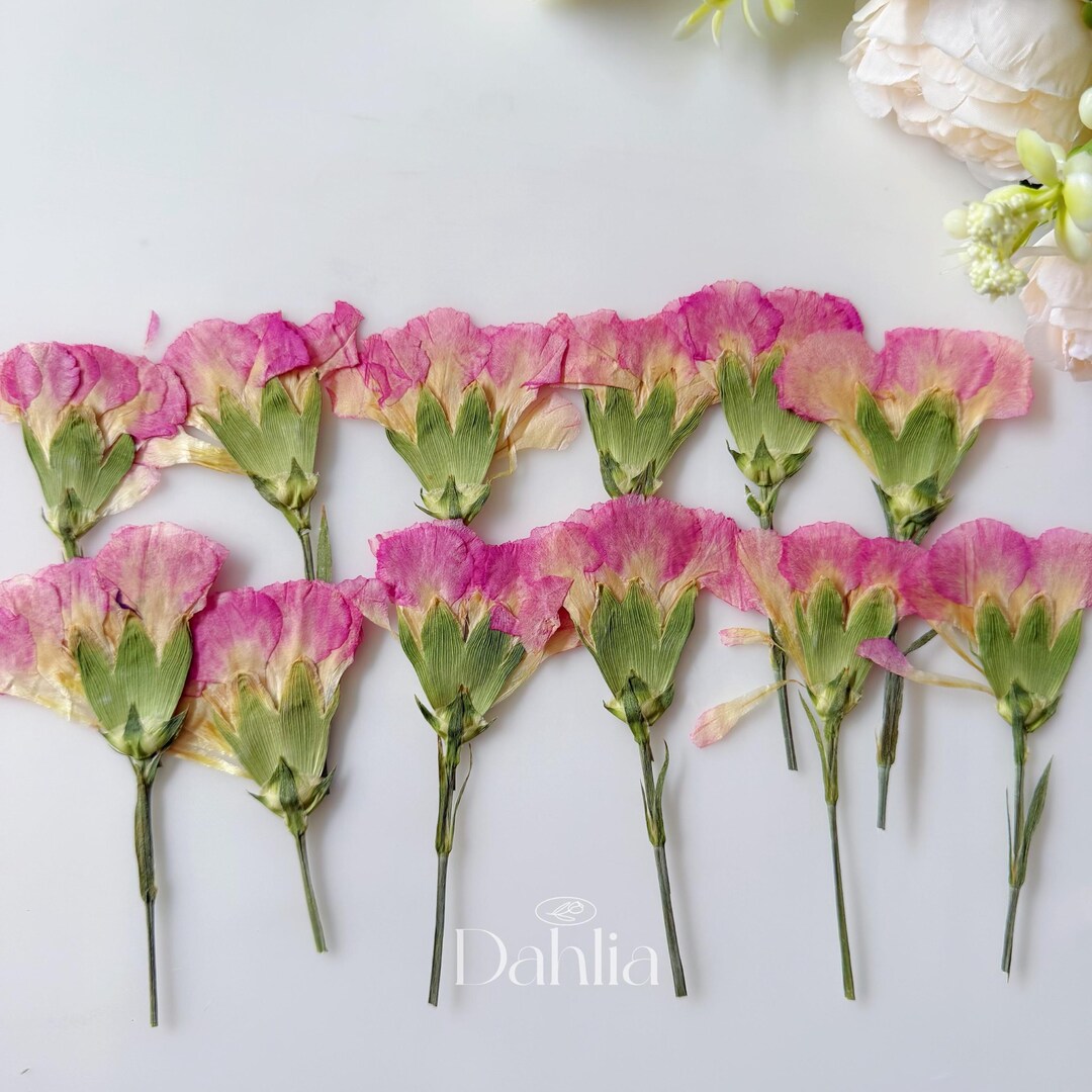 Pressed Pink Carnation Flowers: Crafting, Resin Art, Scrapbooking (12 ...
