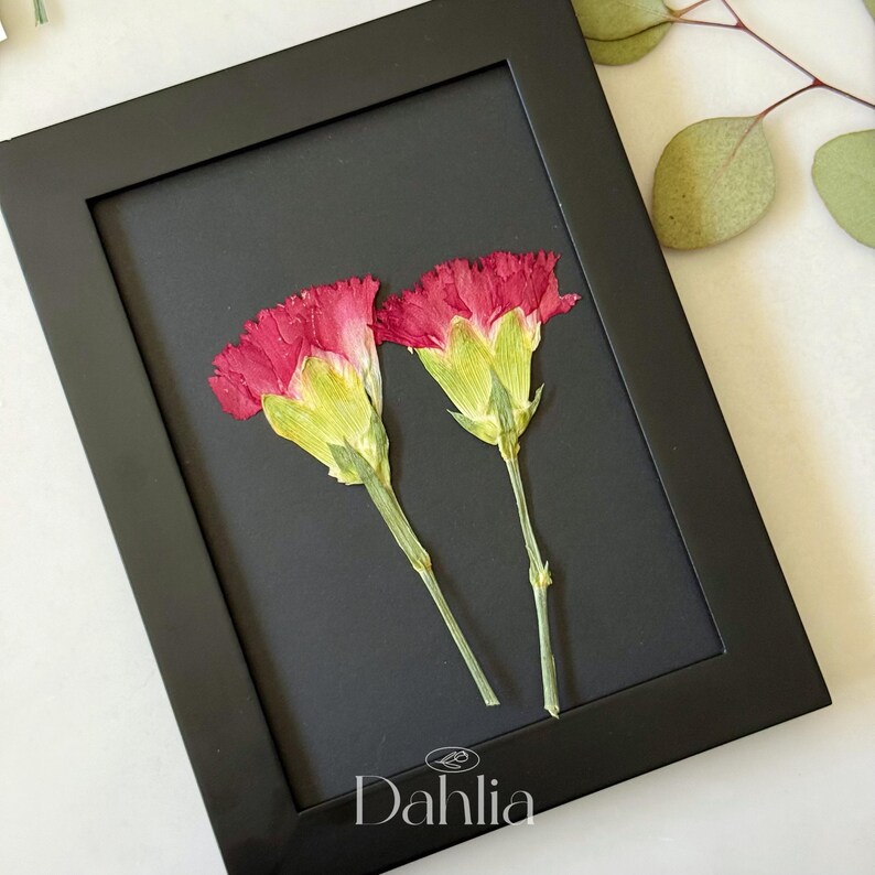 Pressed Carnation Flowers With Stems: Crafting, Resin Art, Cake Toppers ...