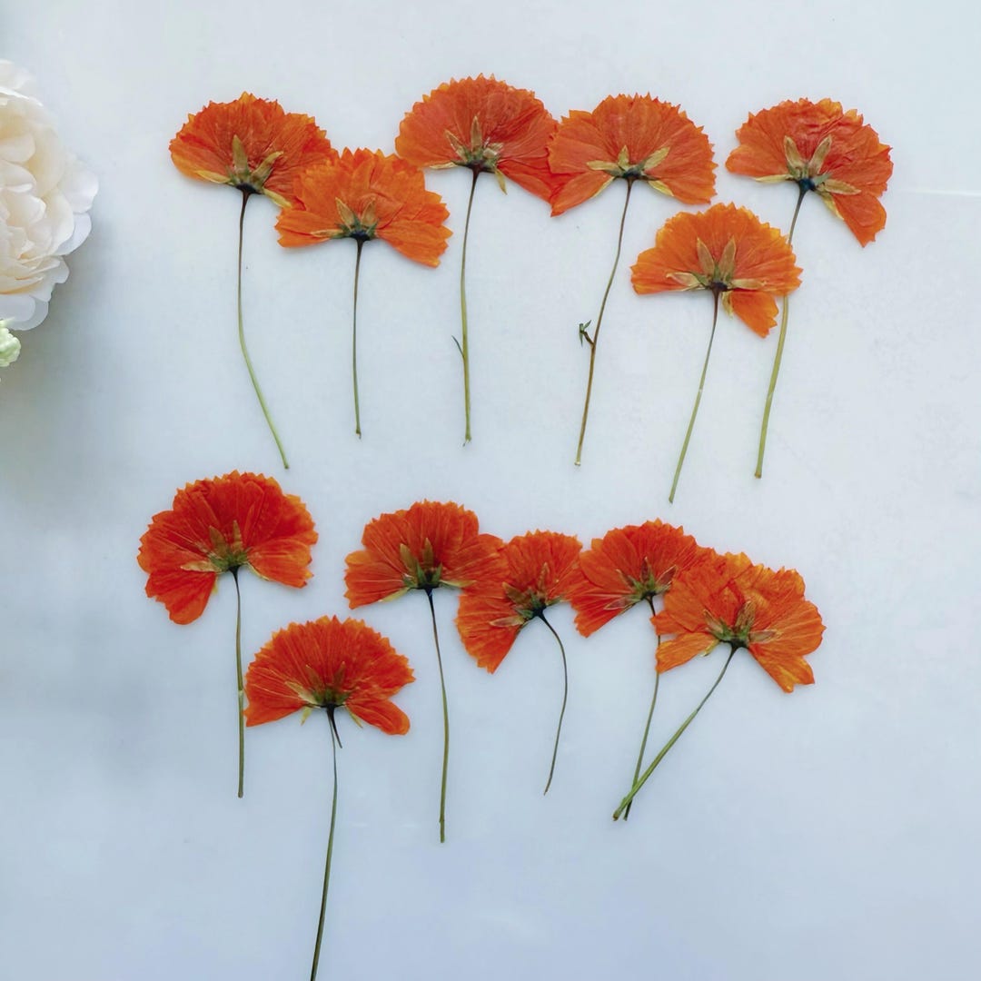 Orange Dried Cosmos Flowers: Resin Art & Craft Supplies (12pcs) - Etsy