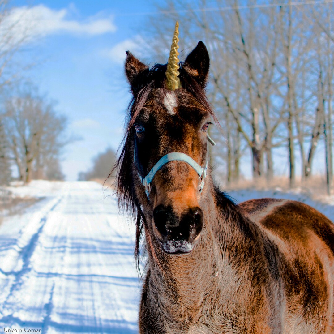 Unicorn Horn for Horses Ponies Mini or Draft Horse/ Unicorn - Etsy
