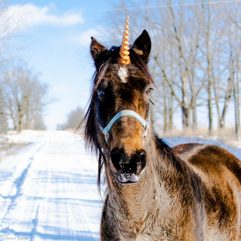 Corne de licorne pour cheval / cadeau équestre / Réaliste | Etsy