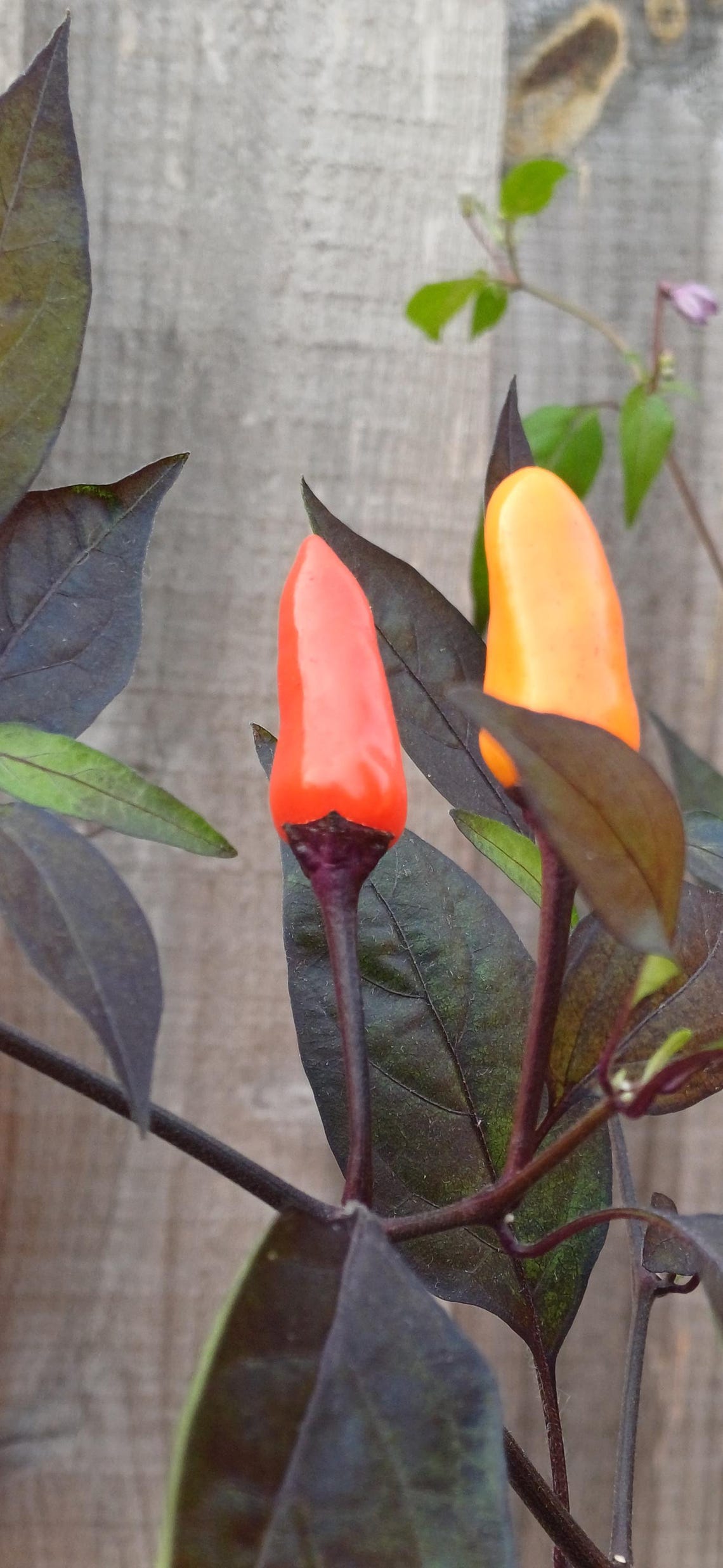 10 Blue Christmas Chilli Pepper Seeds (medium Heat, Beginner) - Etsy UK