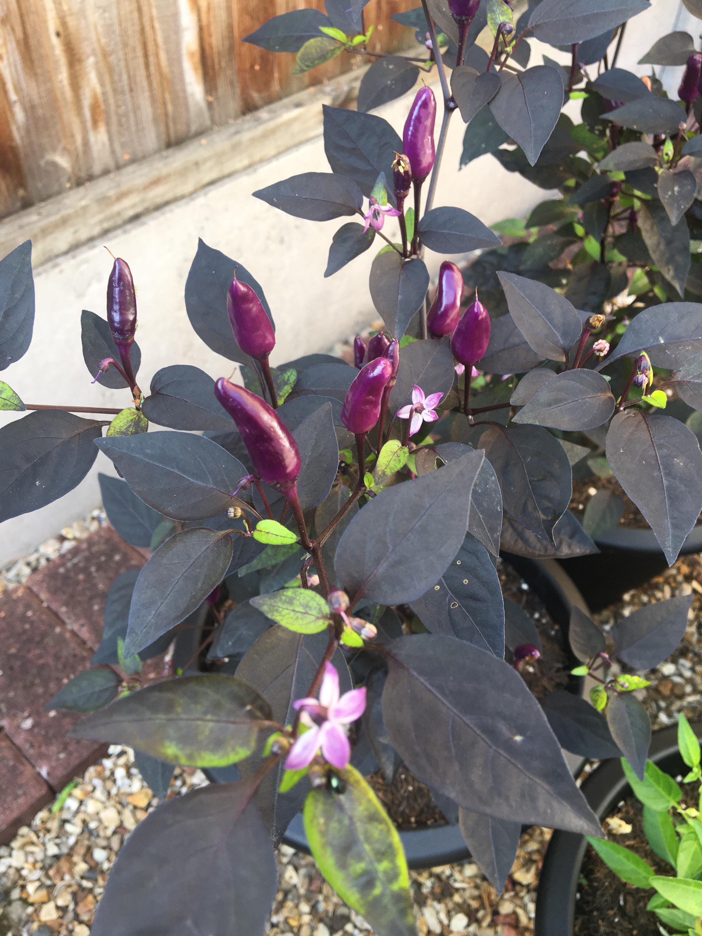 10 Blue Christmas Chilli Pepper Seeds (medium Heat, Beginner) - Etsy UK