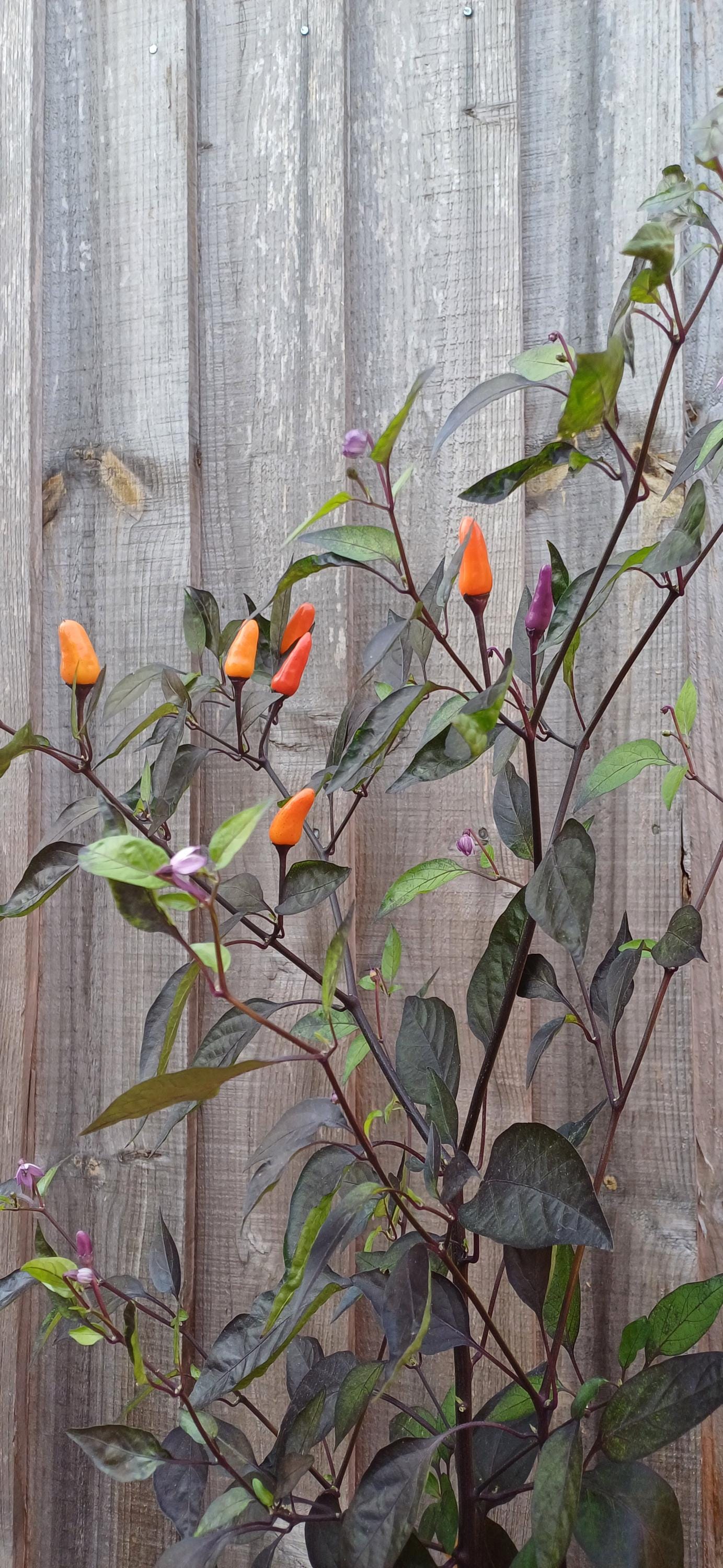 10 Blue Christmas Chilli Pepper Seeds (medium Heat, Beginner) - Etsy UK