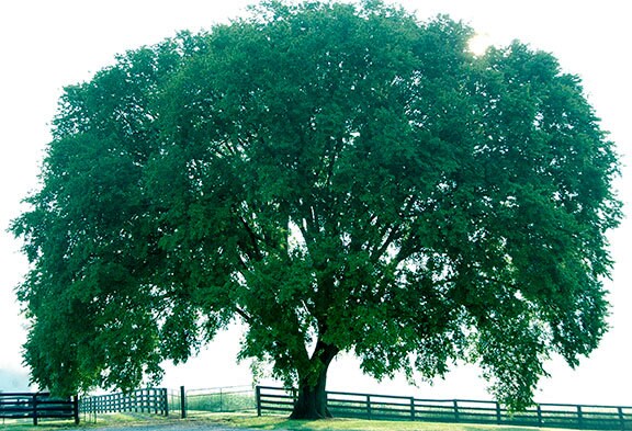 Gorgeous Tree Landscape on Fine Art Paper - Etsy