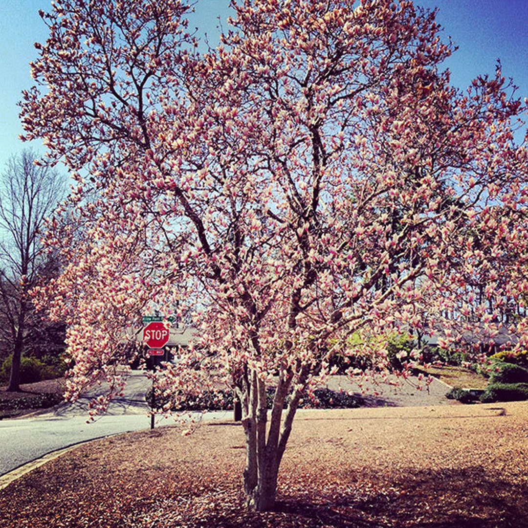 Magnolia Photograph in Marietta, Georgia Titled Stop -- Square iPhone ...