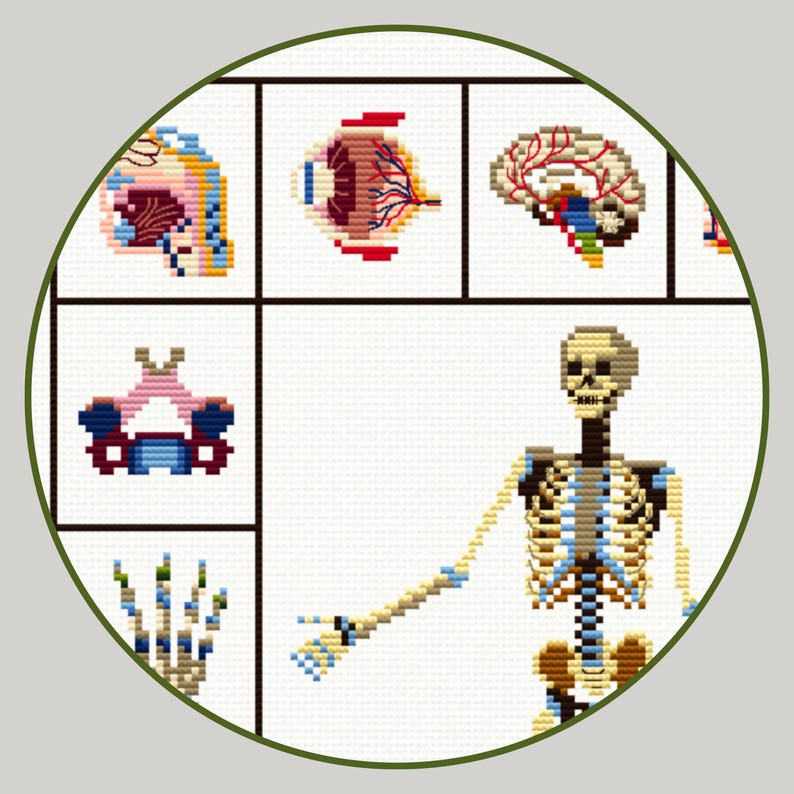 Human Anatomy Cross Stitch Pattern: Medical Embroidery Sampler (PDF ...
