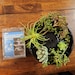 Water Basin Kit. - Etsy