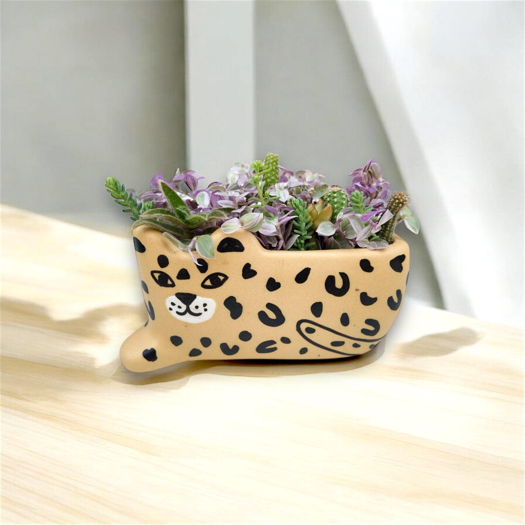Leopard Jungle Succulent Planter – Succulents Included - Etsy