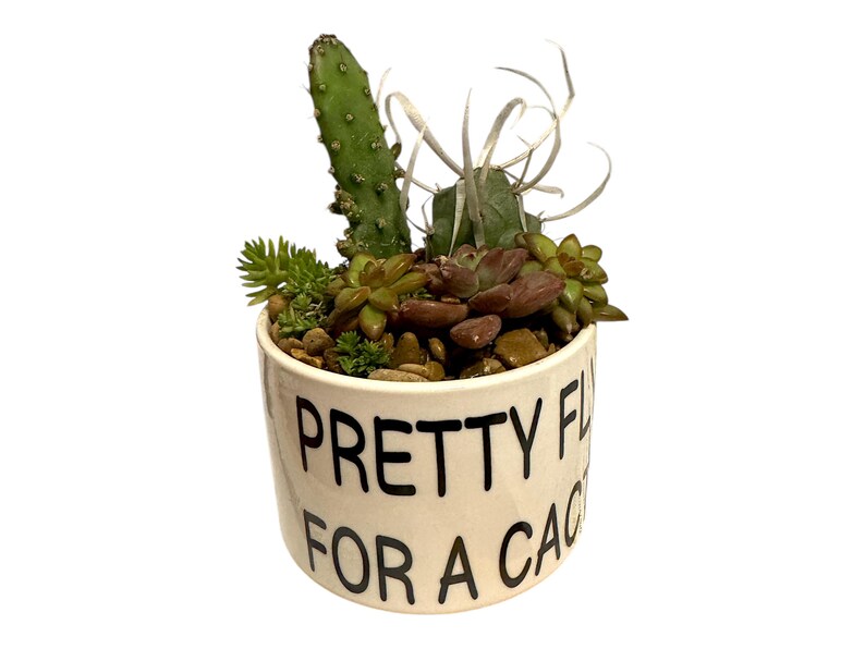 Funny Text Planters - Small Ceramic - Plants Included - Etsy