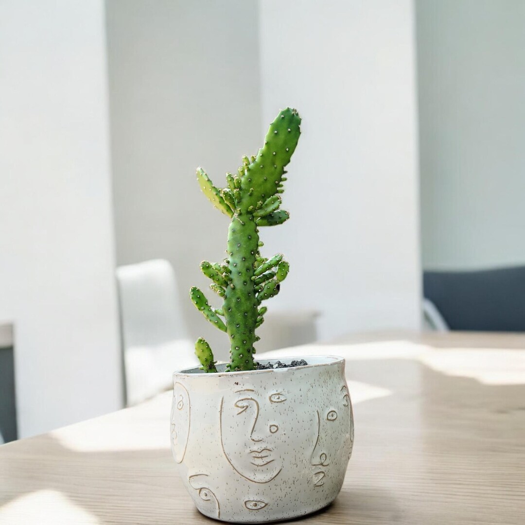 Modern Ceramic Pot With Prickly Beauty | Succulents Included - Etsy