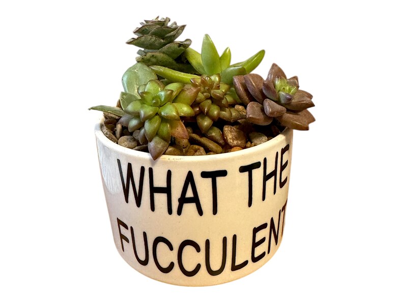 Funny Text Planters - Small Ceramic - Plants Included - Etsy