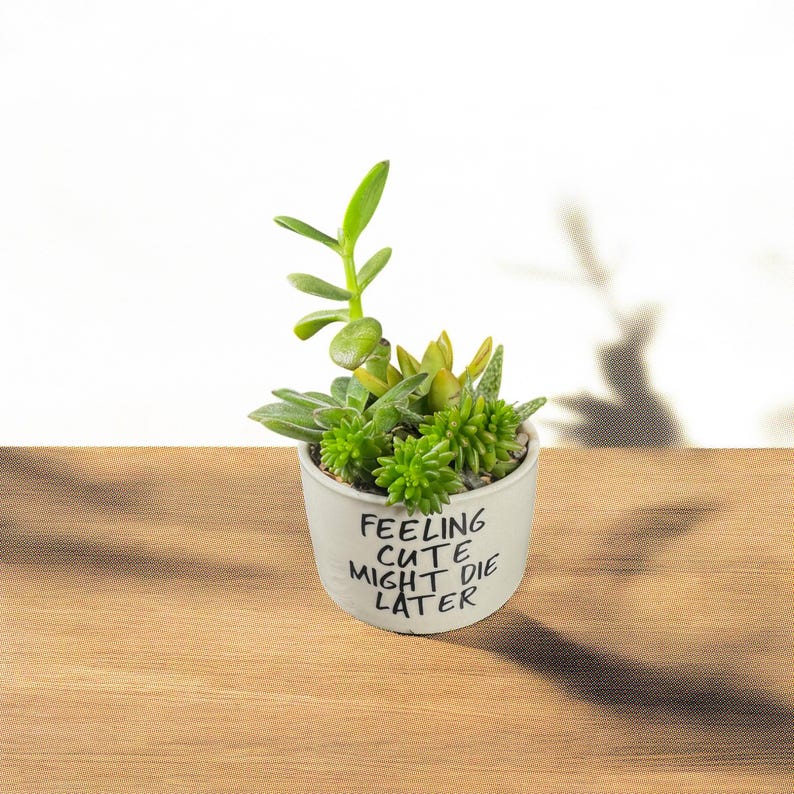 Funny Text Planters - Small Ceramic - Plants Included - Etsy