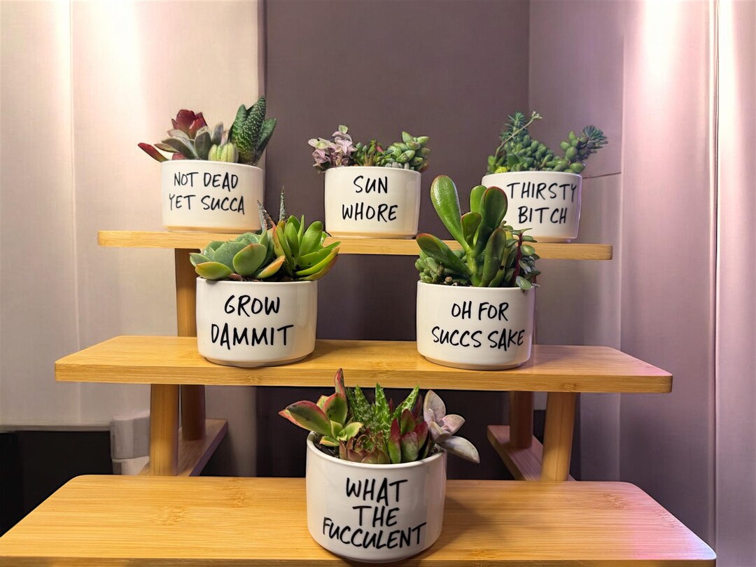 Funny Text Planters - Small Ceramic - Plants Included - Etsy