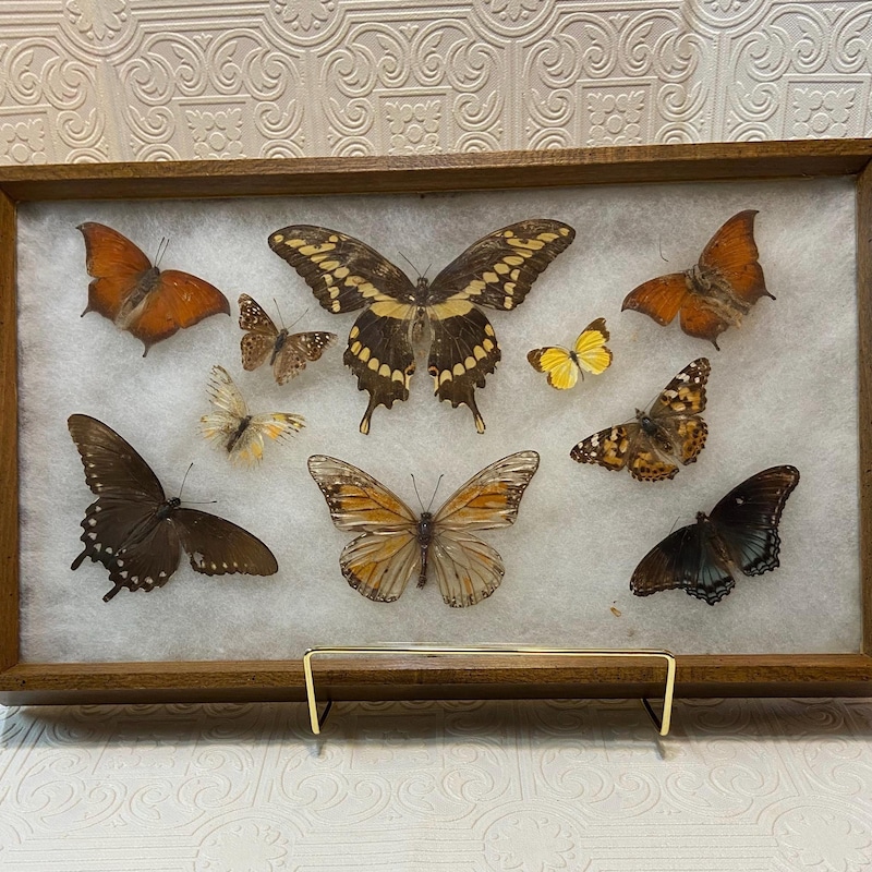 Butterfly Collection - Etsy