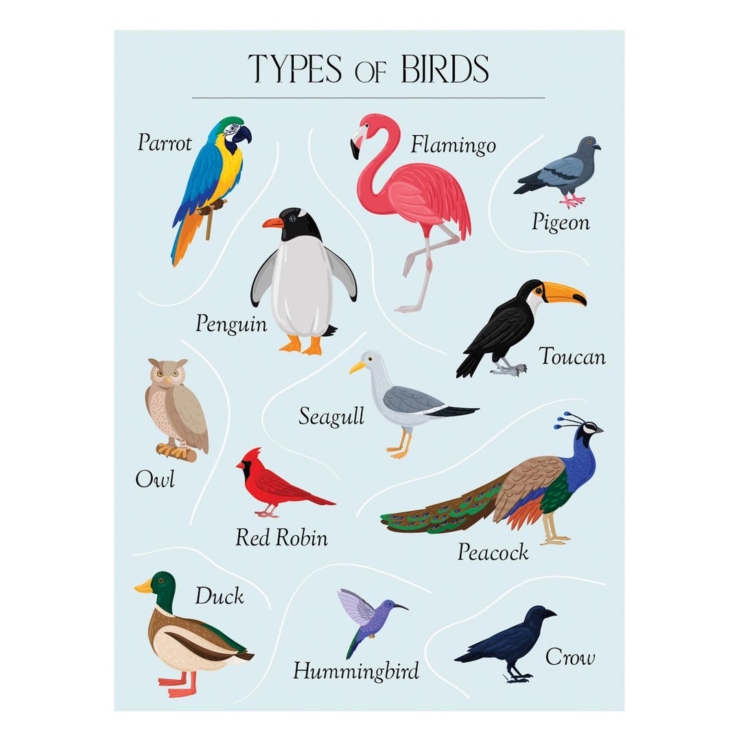 Types of Birds - Baby Kids Poster - Digital Download - Three Background ...