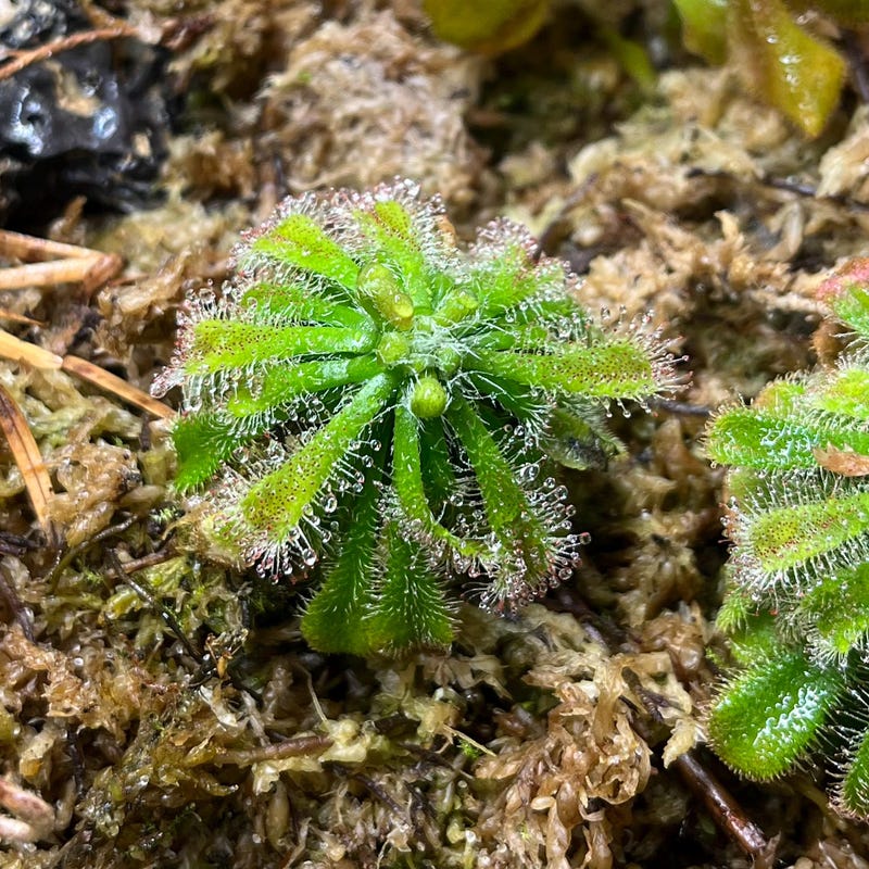 Sundew Plant Drosera - Etsy