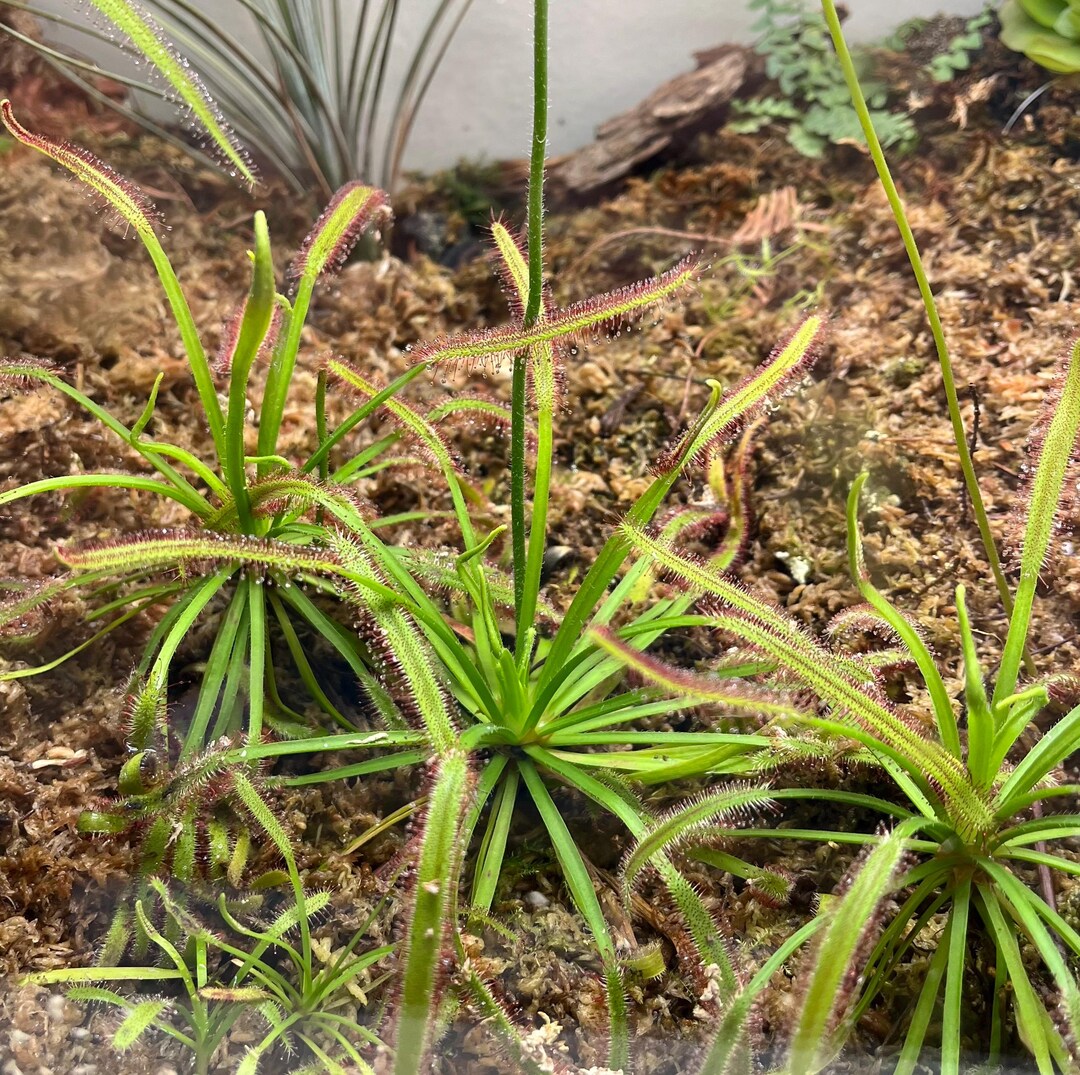 SEEDS- Drosera Capensis- Cape Sundew- Carnivorous Plant Seeds- 20 Seeds ...