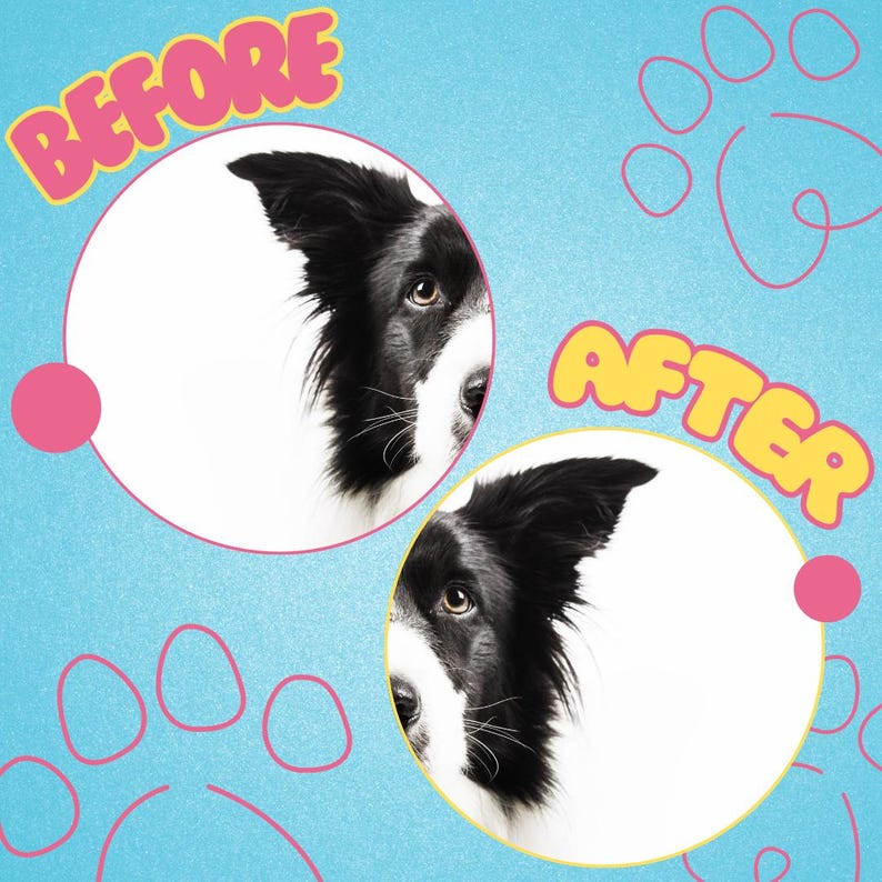 Pet Grooming Instagram Post Templates. Pet Business Social Media ...
