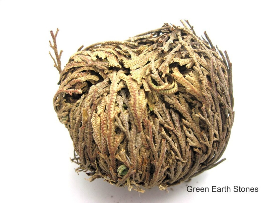 Jericho Flower, Rose of Jericho, Love, Pagan Wiccan, Magic, Power ...